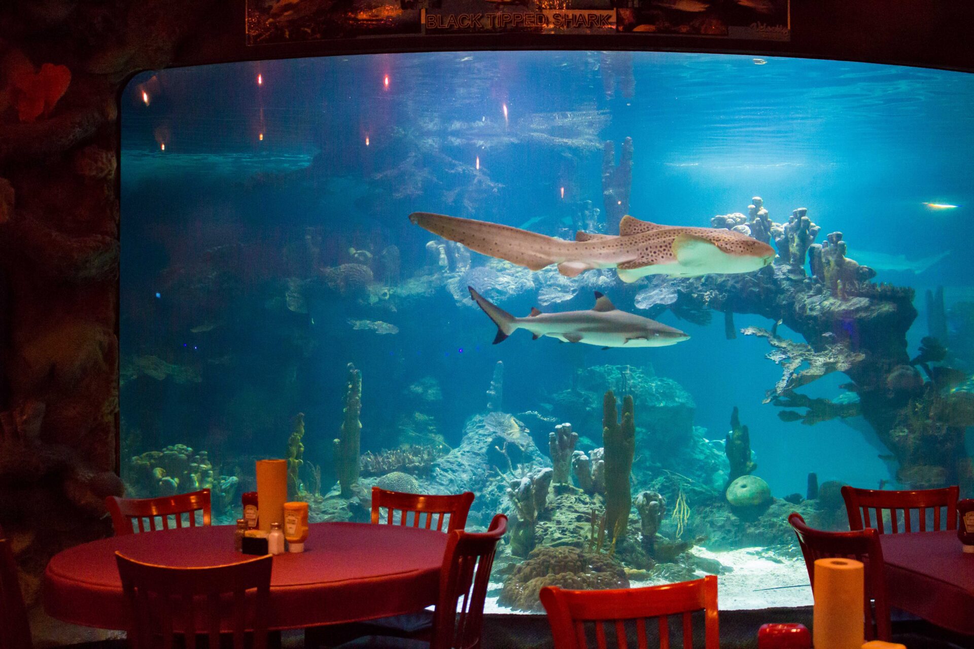 Wildlife World Zoo | Dillon’s BBQ